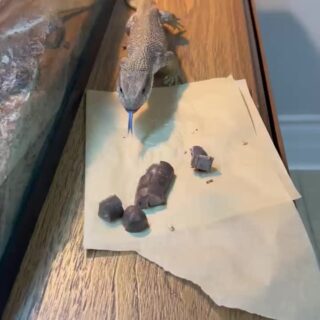 Repti-Bites – Whole Prey, Whole Health – Feed Your Reptile Right!