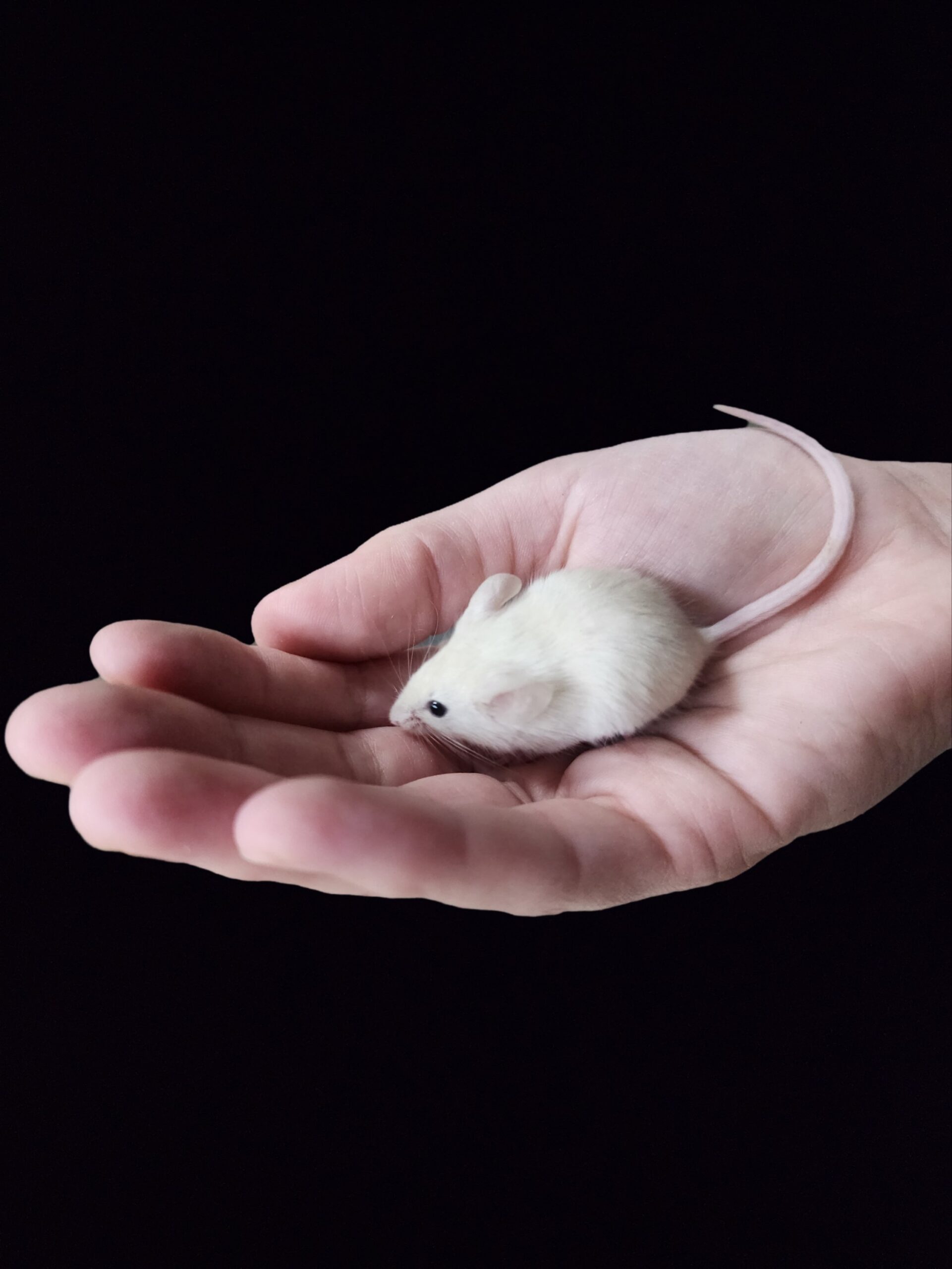 Mice – Repti-Bites