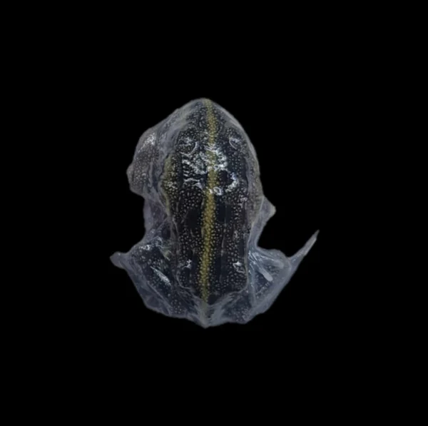 African Bullfrog – Repti-Bites